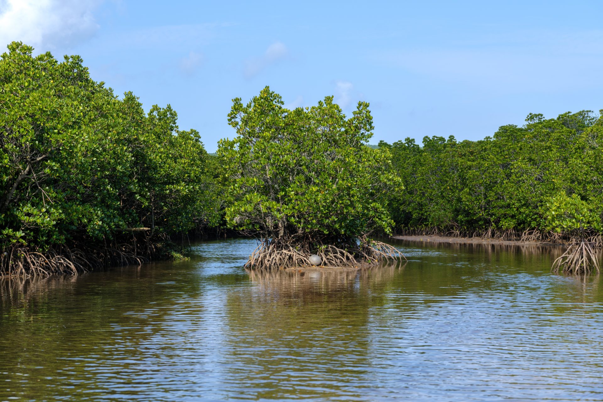 Inclusive and Nature-based Carbon Markets: A Path to Resilient ...